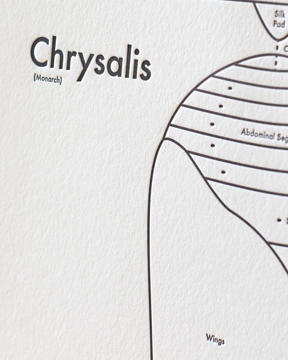 Chrysalis Print – Archie's Press