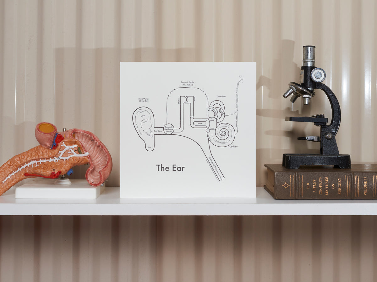 The Ear Diagram Print – Archie's Press